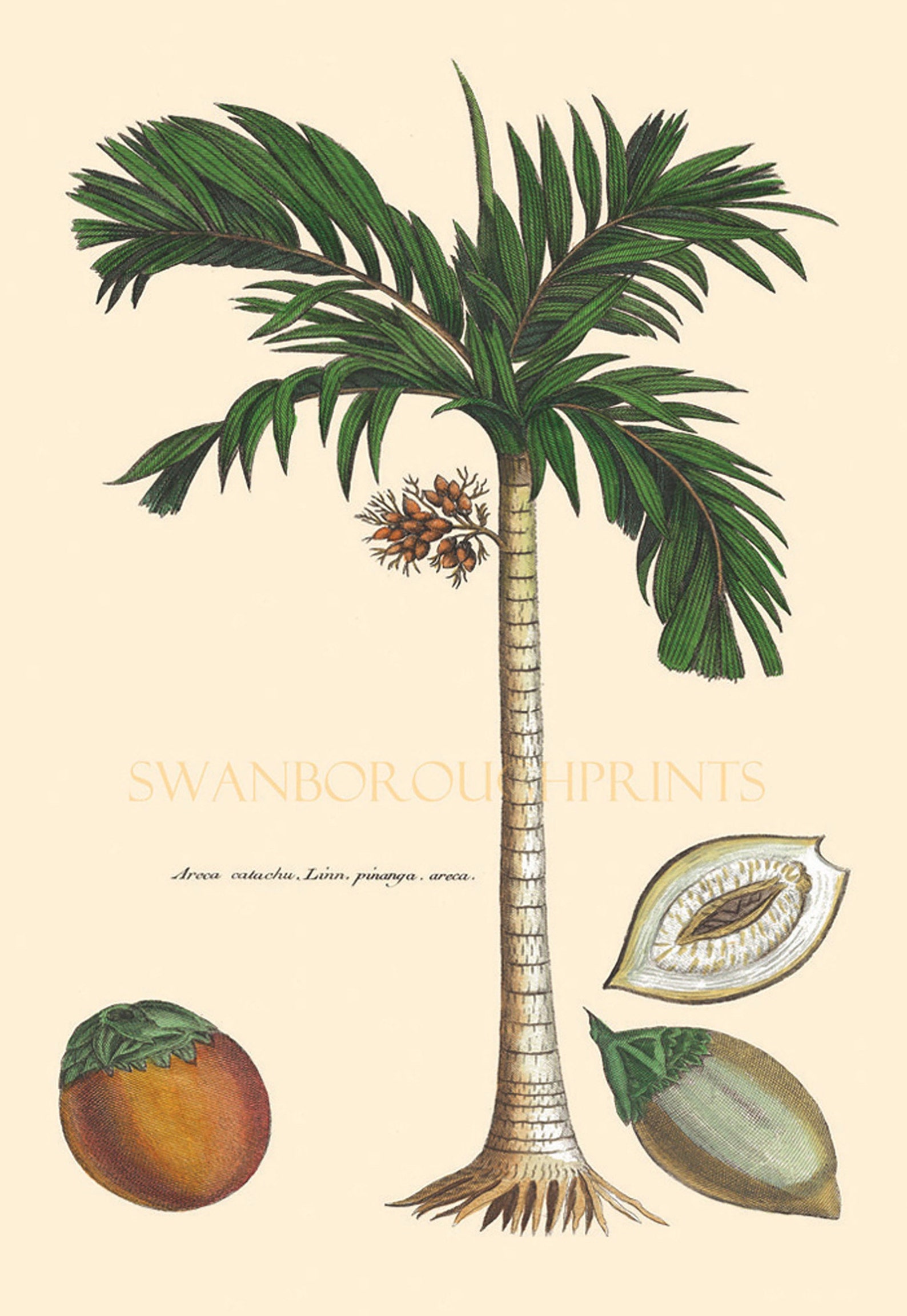 Tropical Coconut Palm Tree Art Print. Palm Tree Wall Decor | Etsy