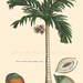 Tropical Coconut Palm Tree Art Print. Palm Tree Wall Decor Print Giclée ...