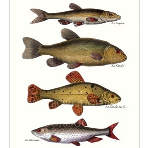 Pesca deportiva: gobio, tenca, tenca dorada y almeja de un antiguo ...