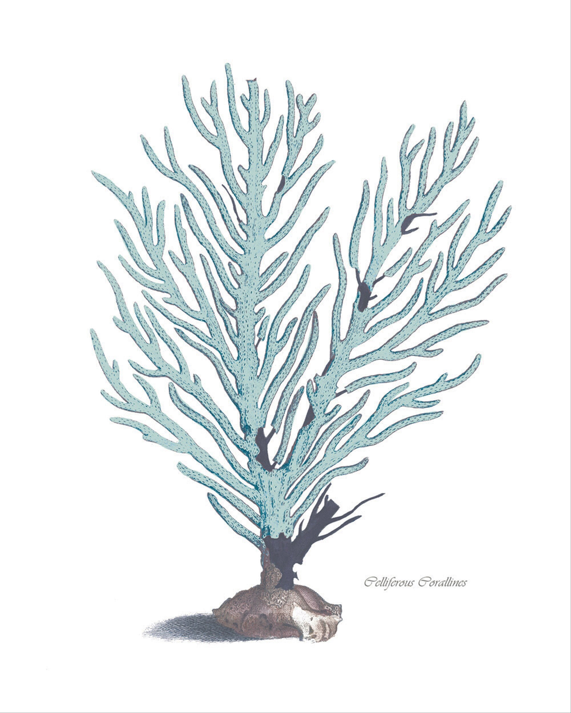 Blue Sea Coral Wall Art Sea Foam Colour. Beach House - Etsy UK