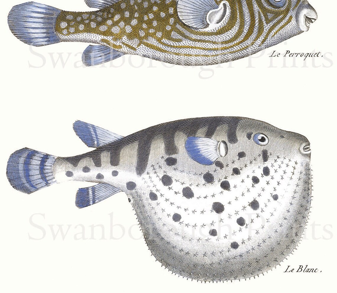 Tropical Fish Print Puffer Fish Art Print. Trunk Fish Drawing. - Etsy UK