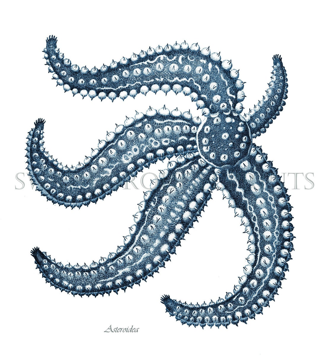 Blue Starfish Print Blue Sea Star Print. Blue Wall Art Bathroom Decor ...