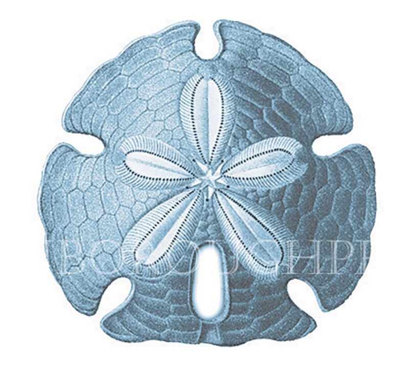 Blue Sand Dollar. Sea Life Print on Archival Watercolour - Etsy