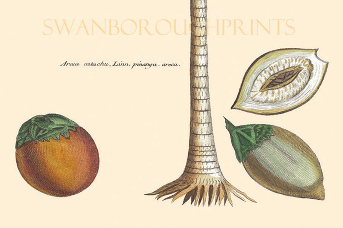 Tropical Coconut Palm Tree Art Print. Palm Tree Wall Decor Print Giclée ...