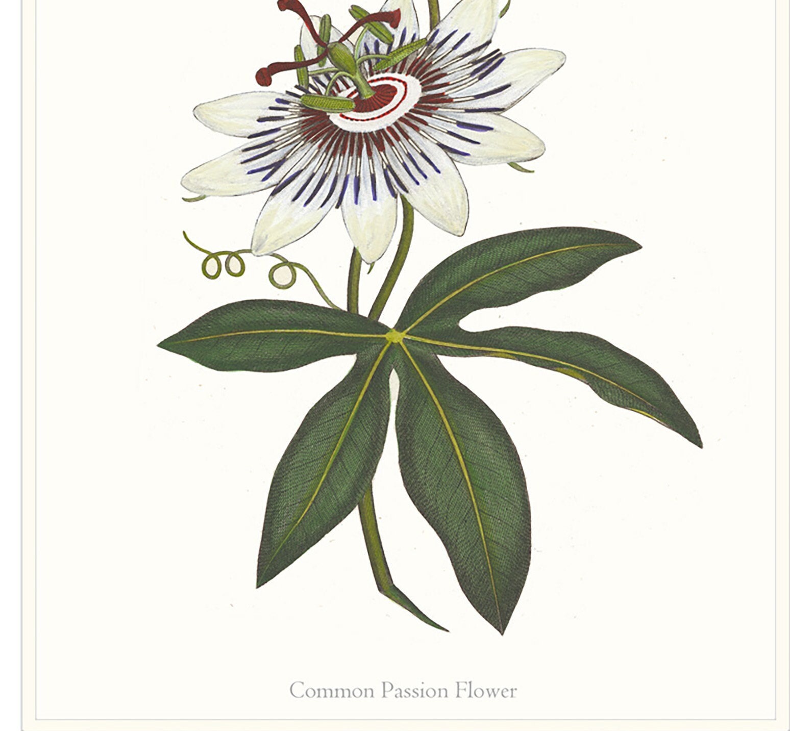 Passiflora Incarnata Drawing