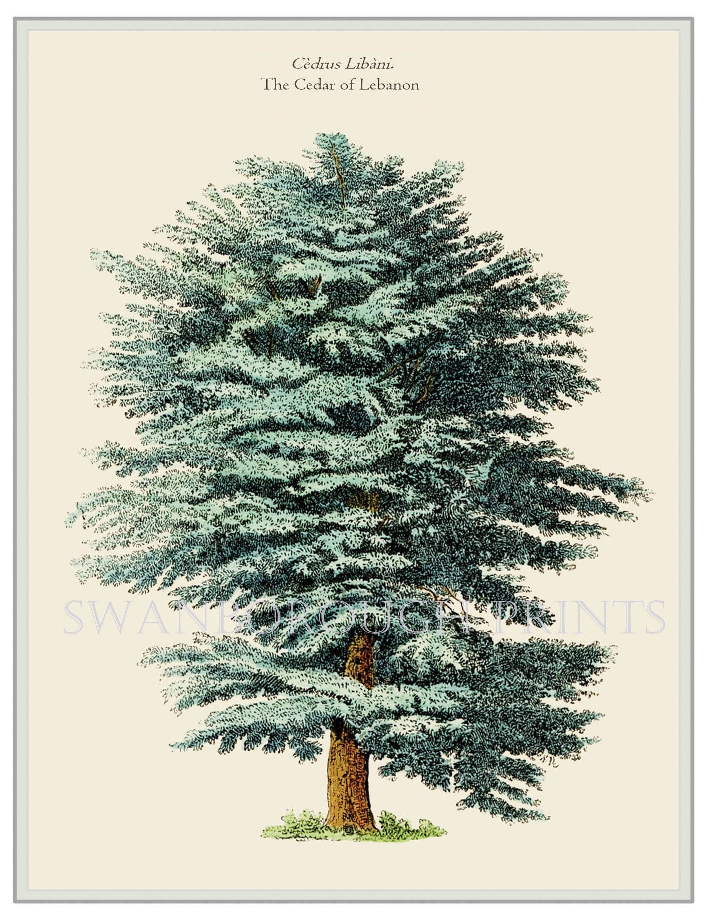 Lebanese Cedar Art