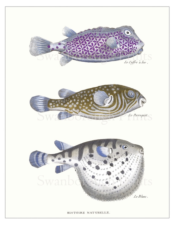 Puffer Fisk Diagram Map Pufferfish Stock Image Z605/1598 Science