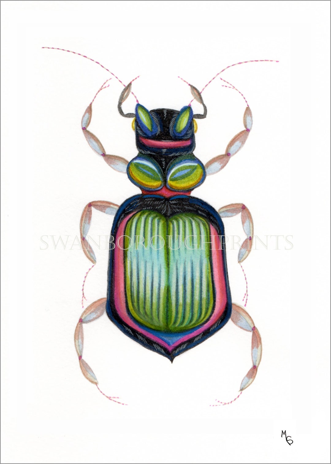 Green Garden Bug Print Natural History Insect Specimen Taken From Our ...