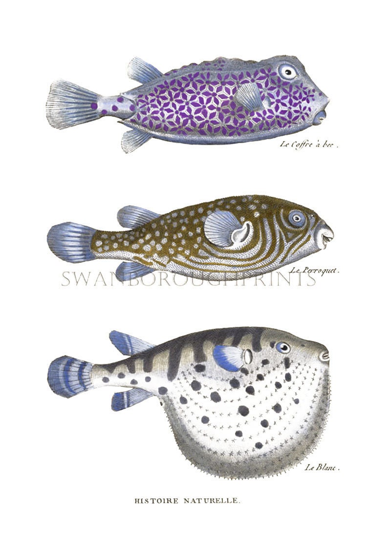 Tropical Fish Print Puffer Fish Art Print. Trunk Fish | Etsy