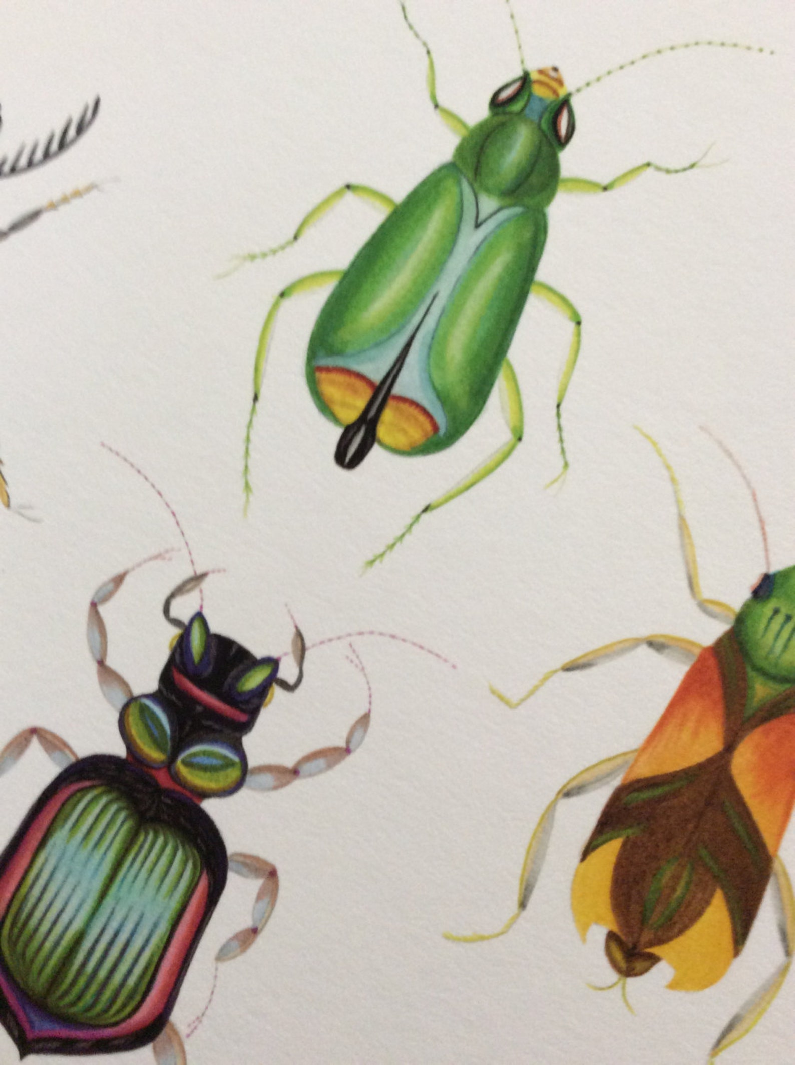 Insect Art Print Beetles Bugs Insect Print Archival | Etsy