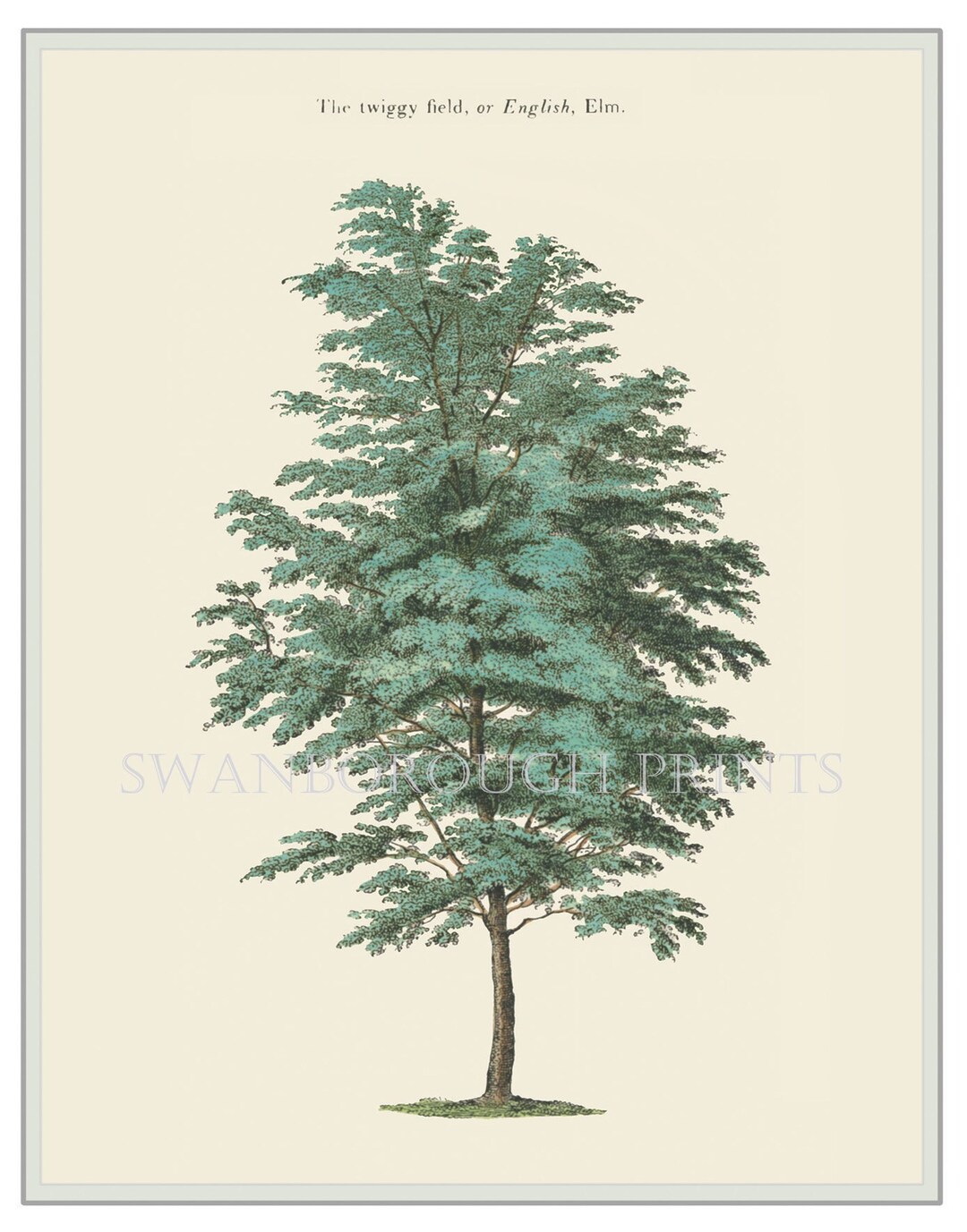 Tree Wall Art Print the English Elm Tree the Twiggy Field Home ...