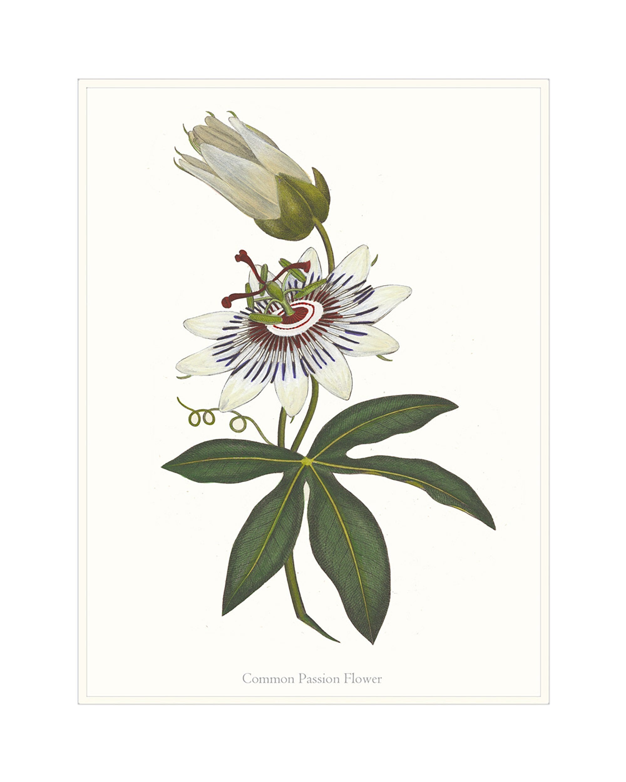 Passion Flower Plant Drawing