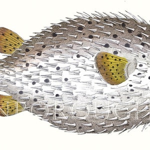 Puffer Fish Print, Historie Naturelle Showing 3 Types of Puffer Fish ...