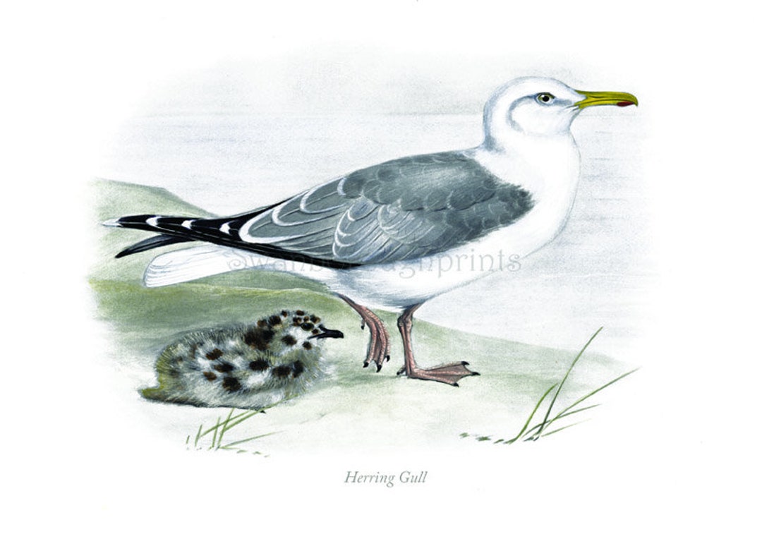 Seagull Bird Print Coastal Home Wall Decor Seaside Cottage Art ...