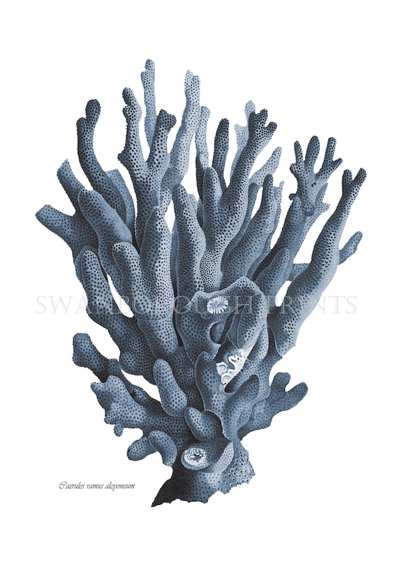 Navy Blue Coral Print on Smooth Watercolour Paper. Beach - Etsy