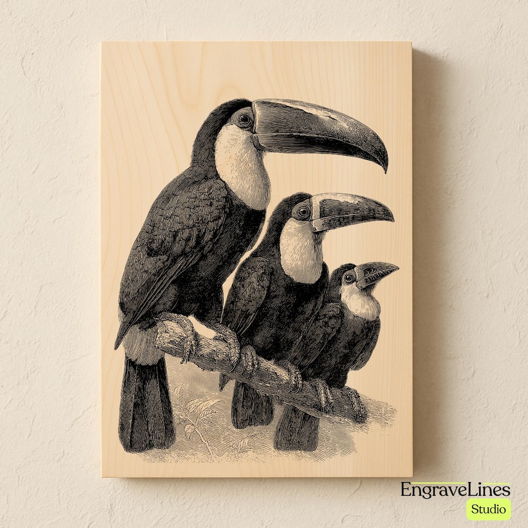 Vintage Toucan Family Engraving | Laser Cut File (SVG PNG JPG) - Etsy