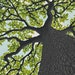 Live Oak, Limited Edition Reduction Print, Tree, Treescape - Etsy