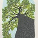 Live Oak, Limited Edition Reduction Print, Tree, Treescape - Etsy