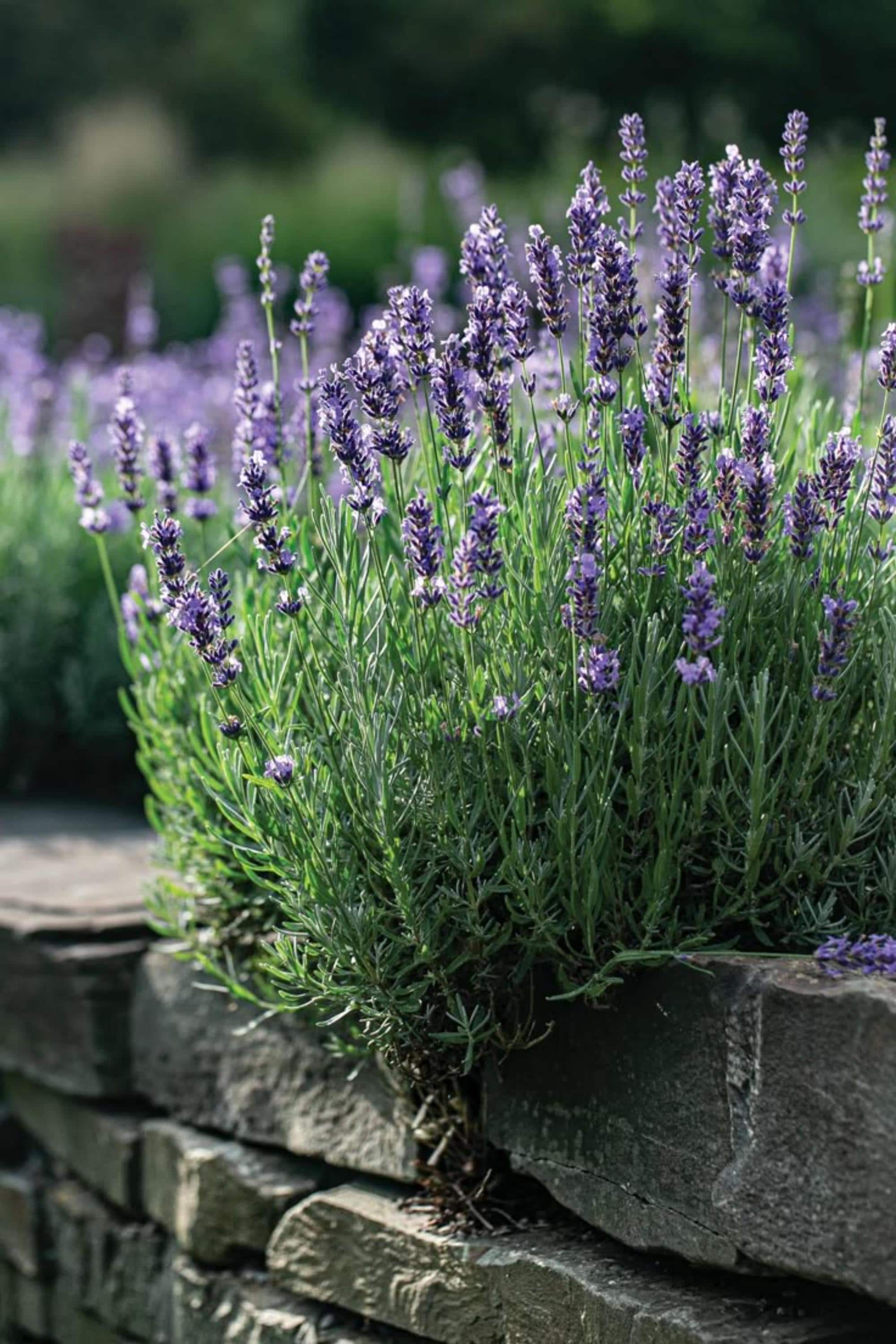 Rosemary | Heirloom Perennial, Fragrant Evergreen Foliage - Etsy