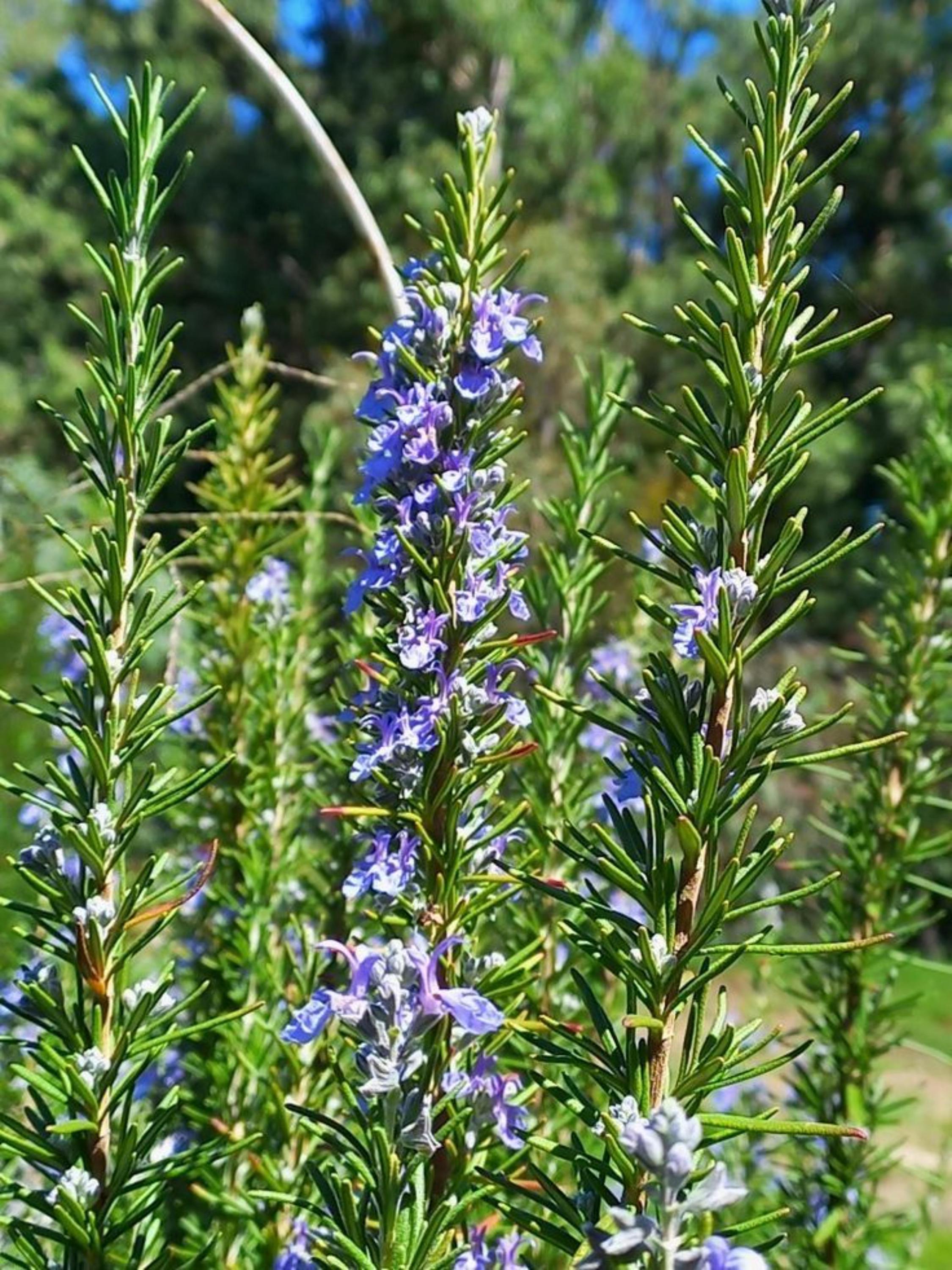 Rosemary | Heirloom Perennial, Fragrant Evergreen Foliage - Etsy