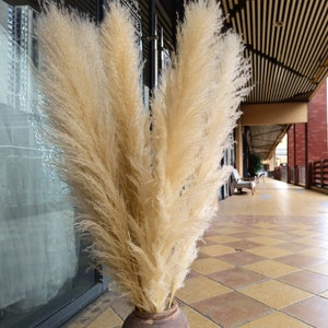 10 Stems 4ft Extra Tall Natural Beige Pampas Grass , Fluffy & Wispy ...