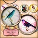 VINTAGE BIRDS 1 inch circle digital downloads collage sheet | Etsy