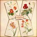 RED FLOWER Collage Sheet, Jpg Premade Page, 3.5 X 5 Inch Digital ...