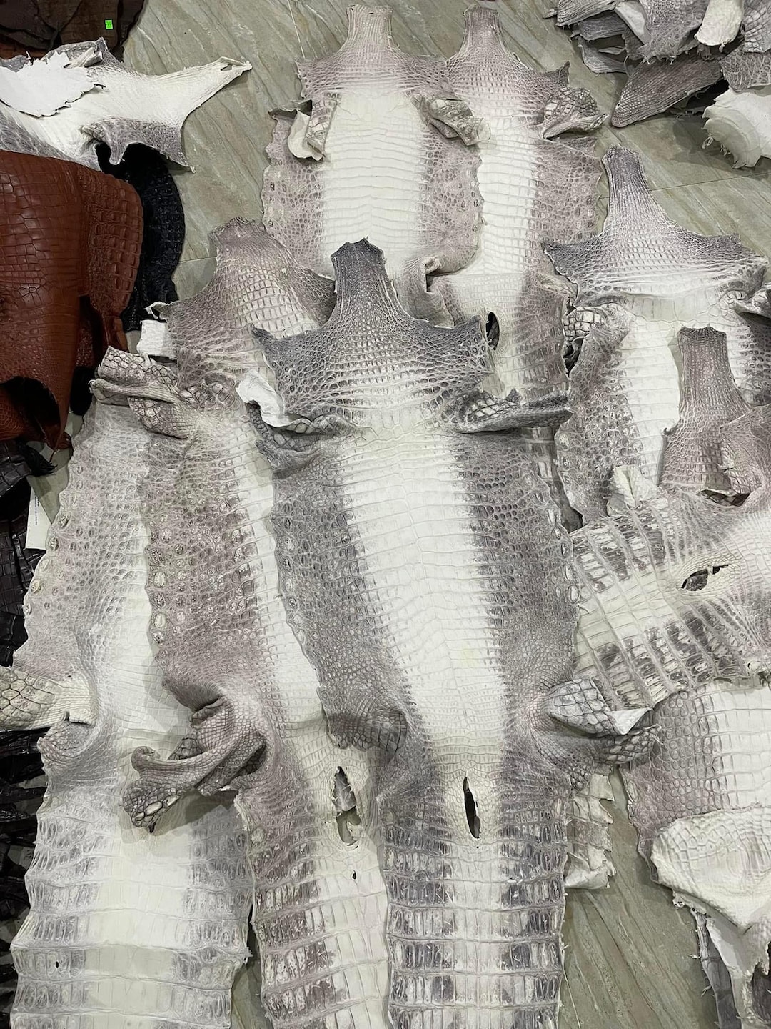 Genuine Alligator Leather Hide | Unbleached Himalayan Grey Belly Skin ...