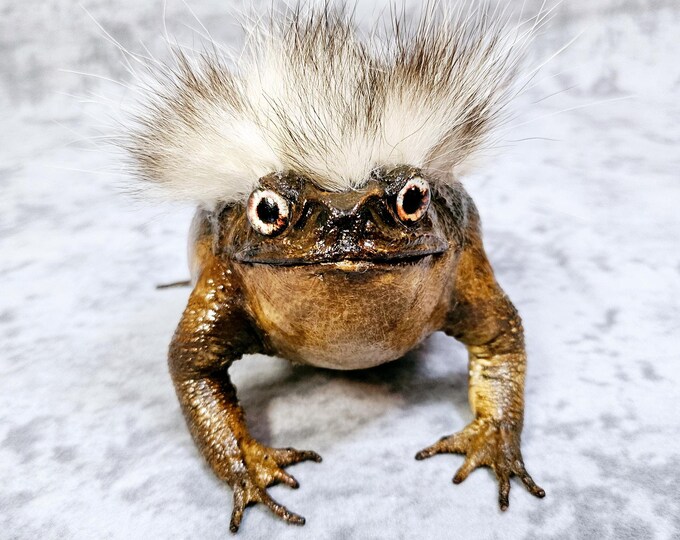 Taxidermy Toad Cane Toad Hairy Frog Lizard Turtle Oddities - Etsy