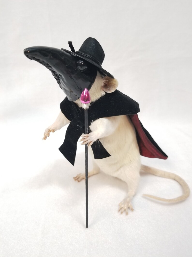 Taxidermy Gaff Plague Doctor Rat | Etsy