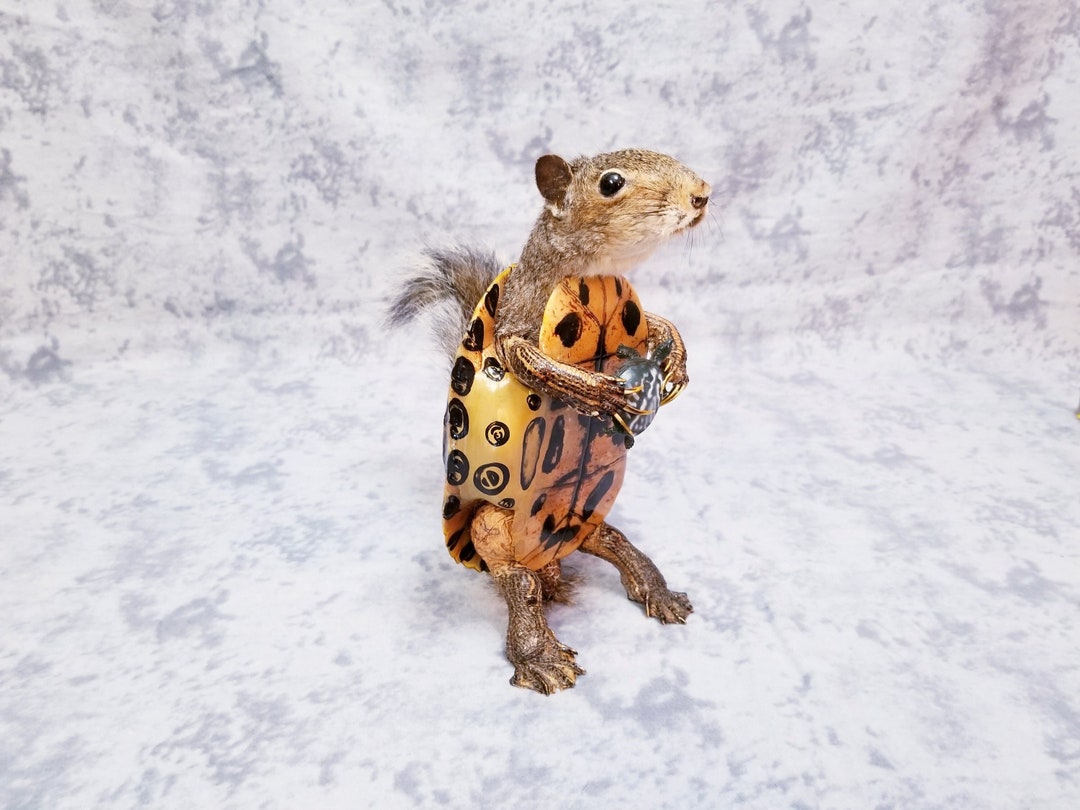 Taxidermy Gaff Pokemon Pikachu Squirrel Turtle Squirtle - Etsy