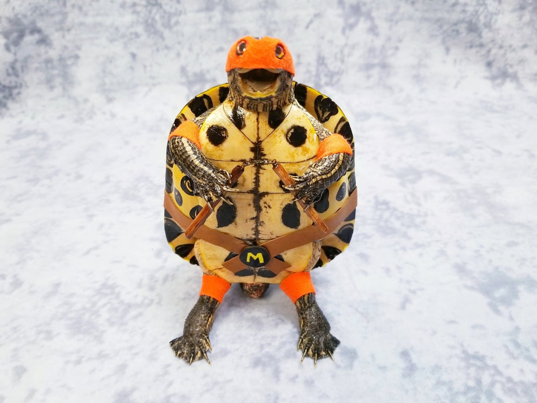 Full Body Turtle Taxidermy Teenage Mutant Ninja Turtles - Etsy