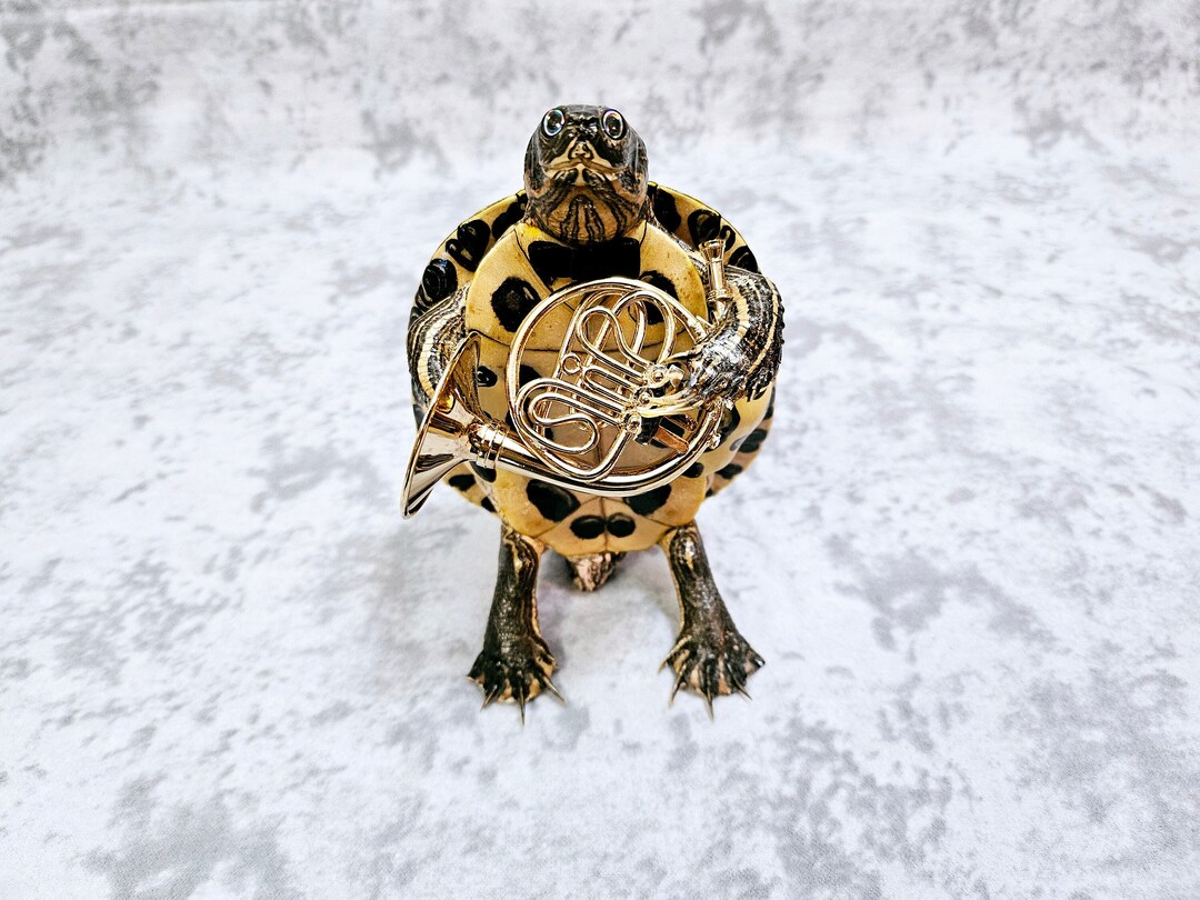 Full Body Turtle Taxidermy French Horn-playing Tortoise Mariachi Toad ...