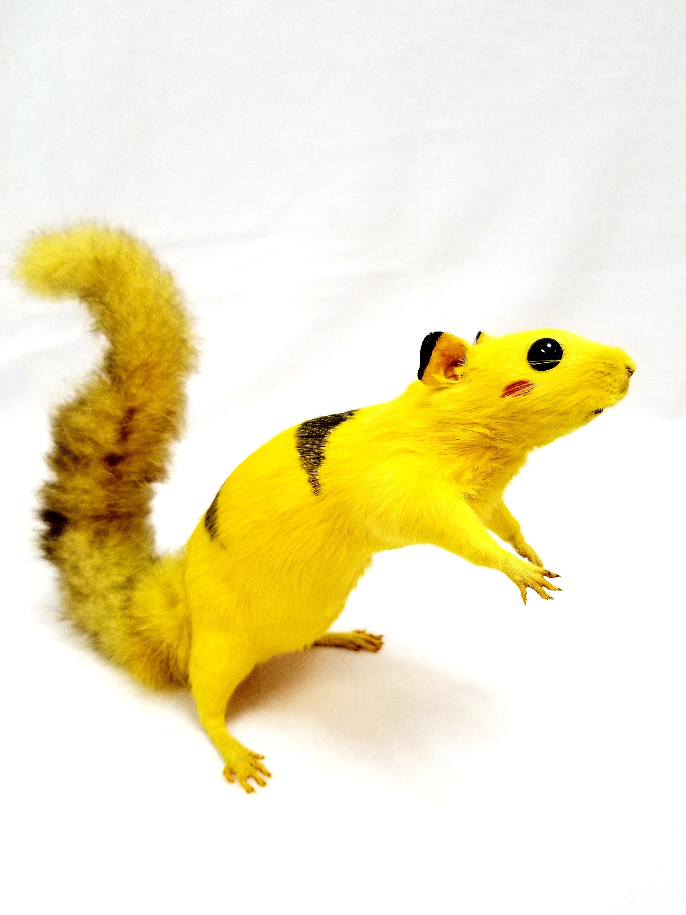 Pokemon: Pikachu Rat Taxidermy squirrel | Etsy