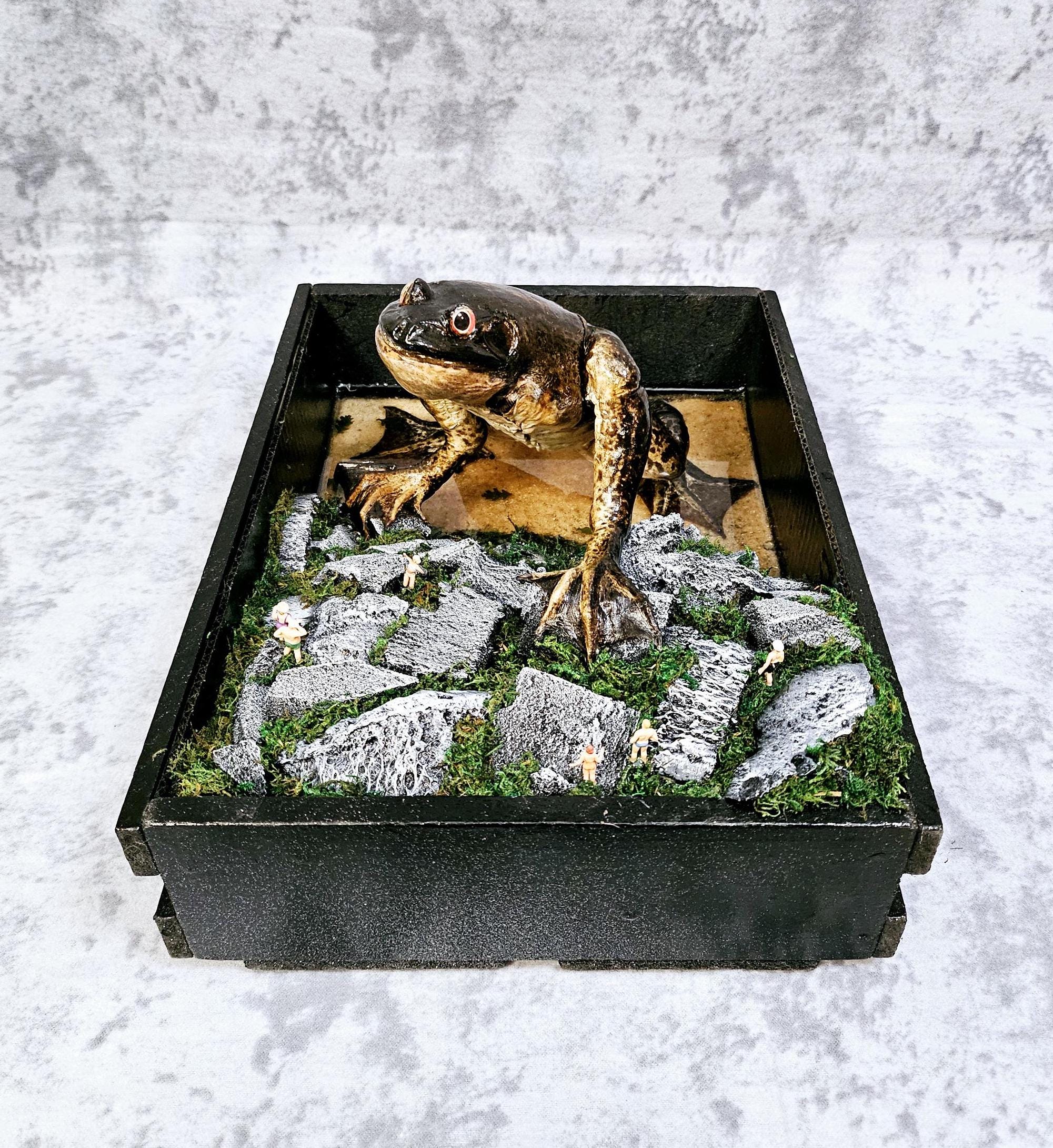Loveland Frogman- Real Taxidermy Frog, the Famed Cryptid of Ohio - Etsy