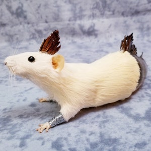 Taxidermy Gaff Feejee/fiji Mermaid Mermaid Rat Rogue - Etsy