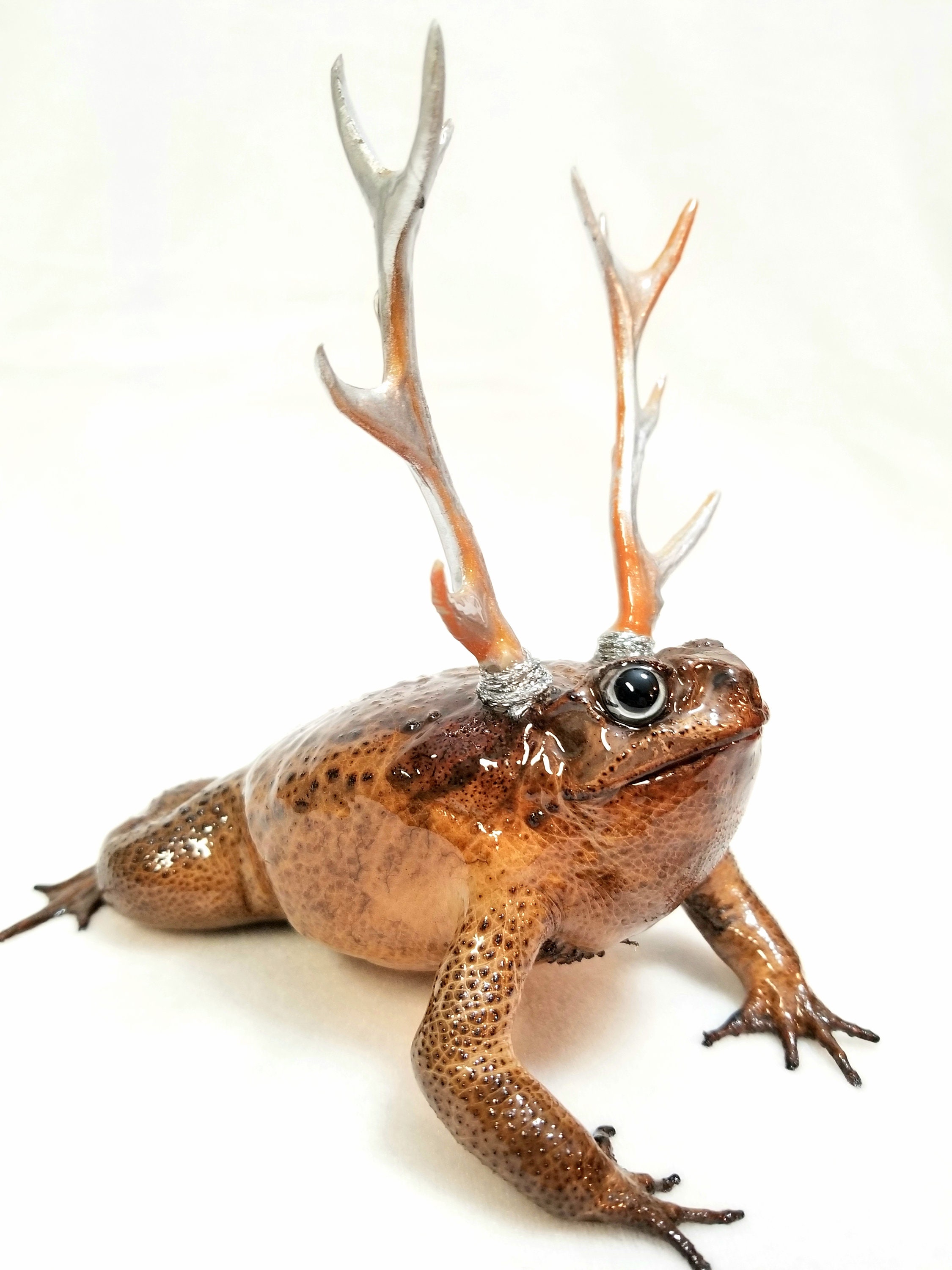 Cane Toad Taxidermy Oddities Jackalope Antler frog Horny Toad | Etsy