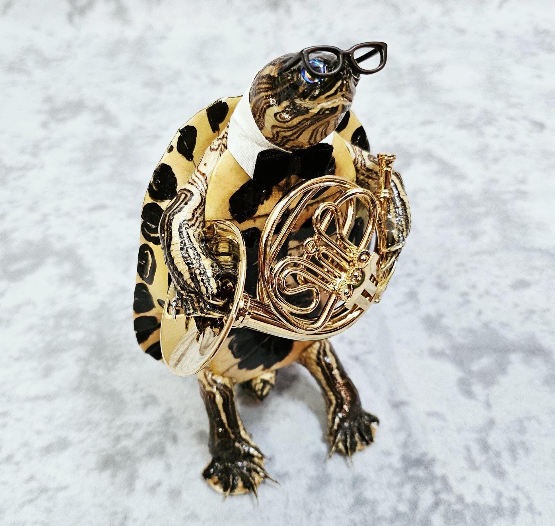 Full Body Turtle Taxidermy- French Horn-playing Tortoise Mariachi Toad ...
