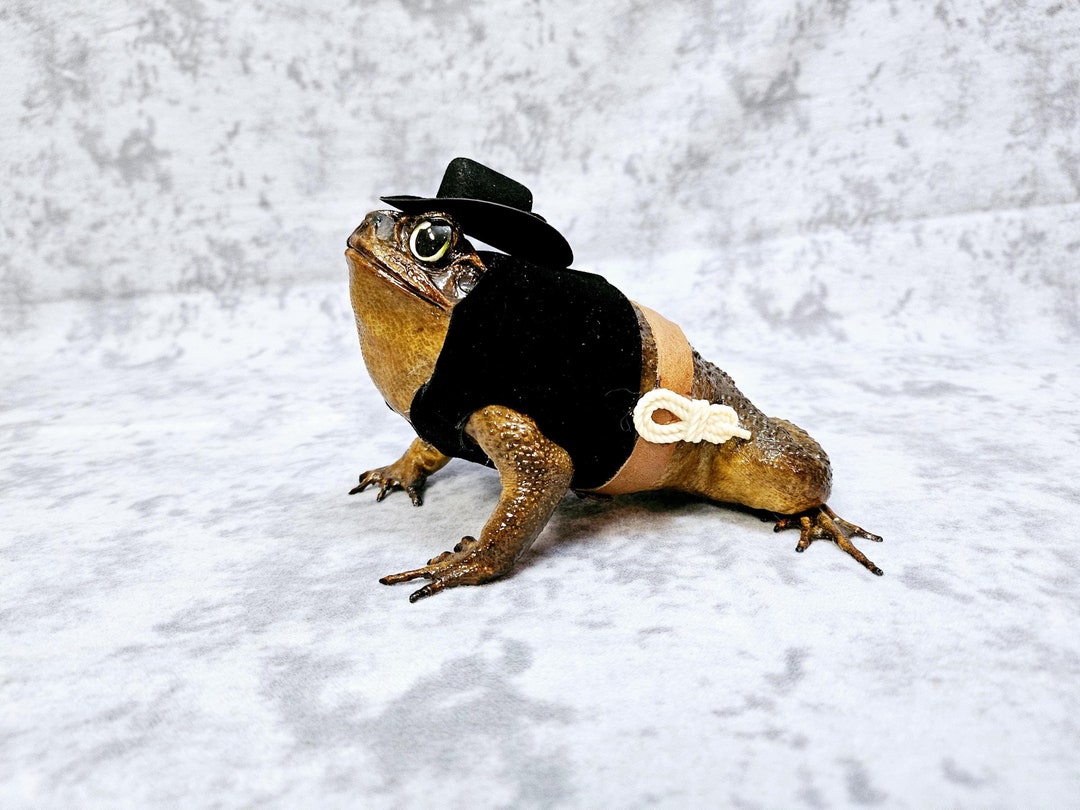 Large Cane Toad Taxidermy Sheriff Toad - Etsy