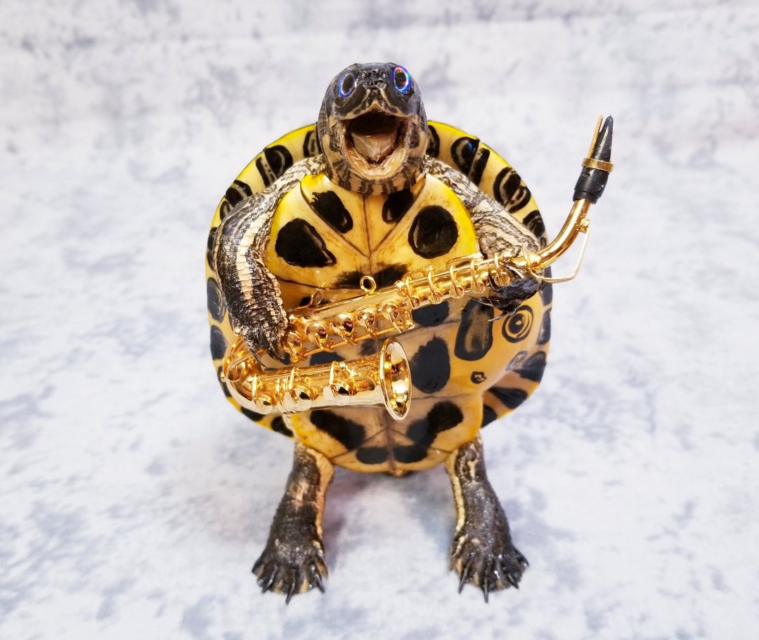 Real Turtle Taxidermy Saxophone-playing Tortoise Mariachi - Etsy