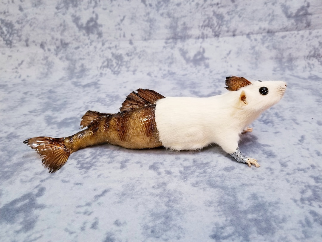Taxidermy Gaff Feejee/fiji Mermaid Mermaid Rat Rogue - Etsy