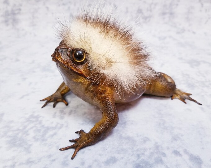 Taxidermy Toad Cane Toad Hairy Frog Lizard Turtle Oddities - Etsy