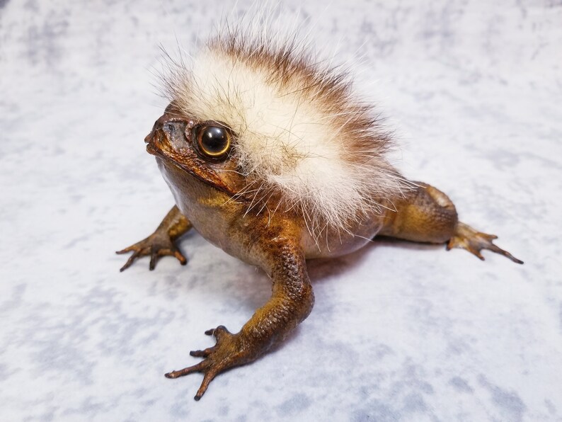Taxidermy Toad Cane Toad Hairy Frog Lizard Turtle Oddities - Etsy