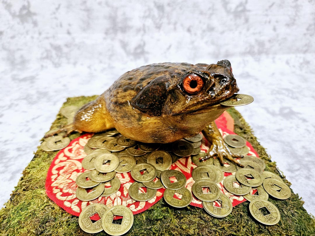 Real Cane Toad Taxidermy- Jin Chan Money Frog Feng Shui Charm - Etsy