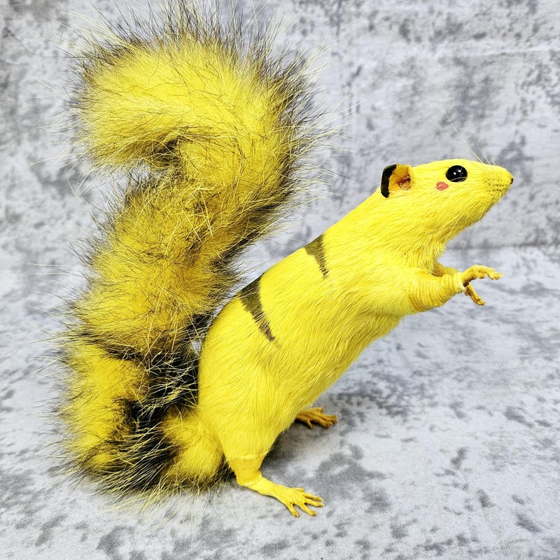 Taxidermy Rat - Etsy