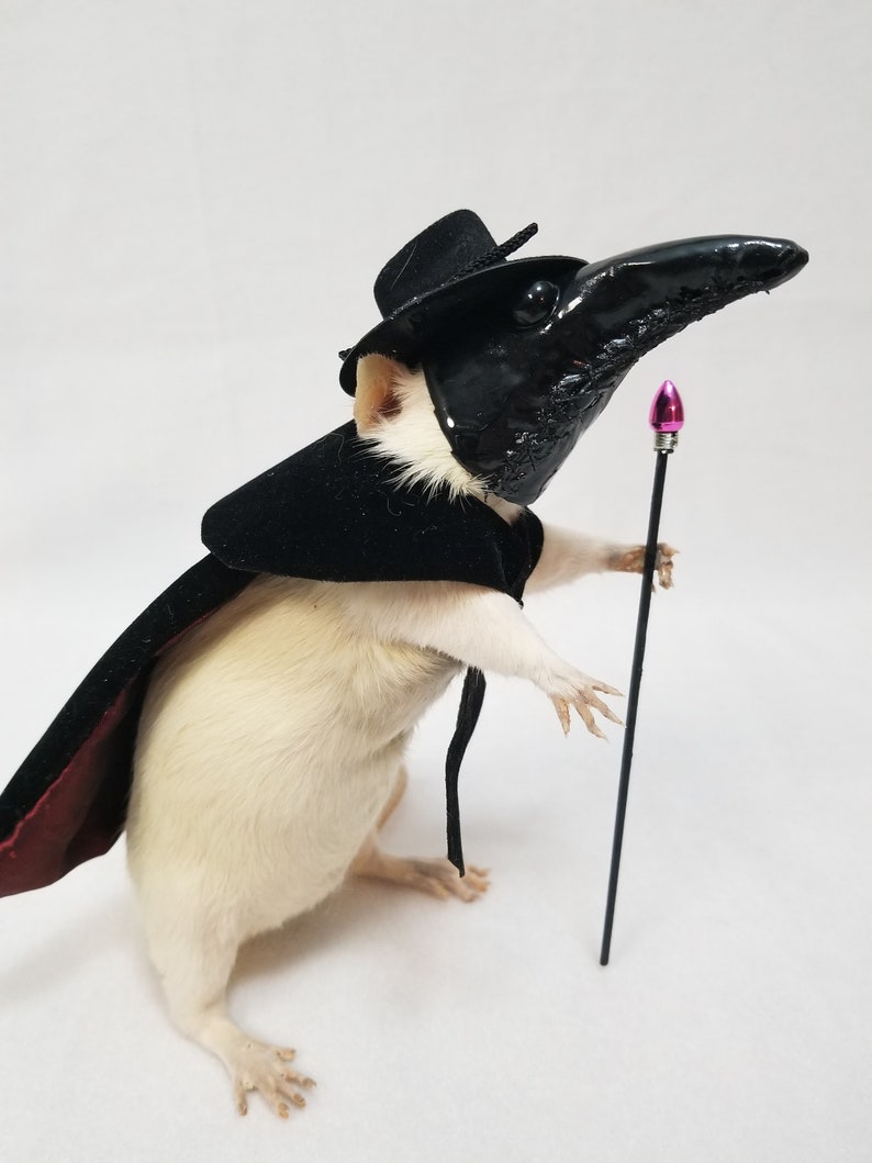 Taxidermy Gaff Plague Doctor Rat | Etsy
