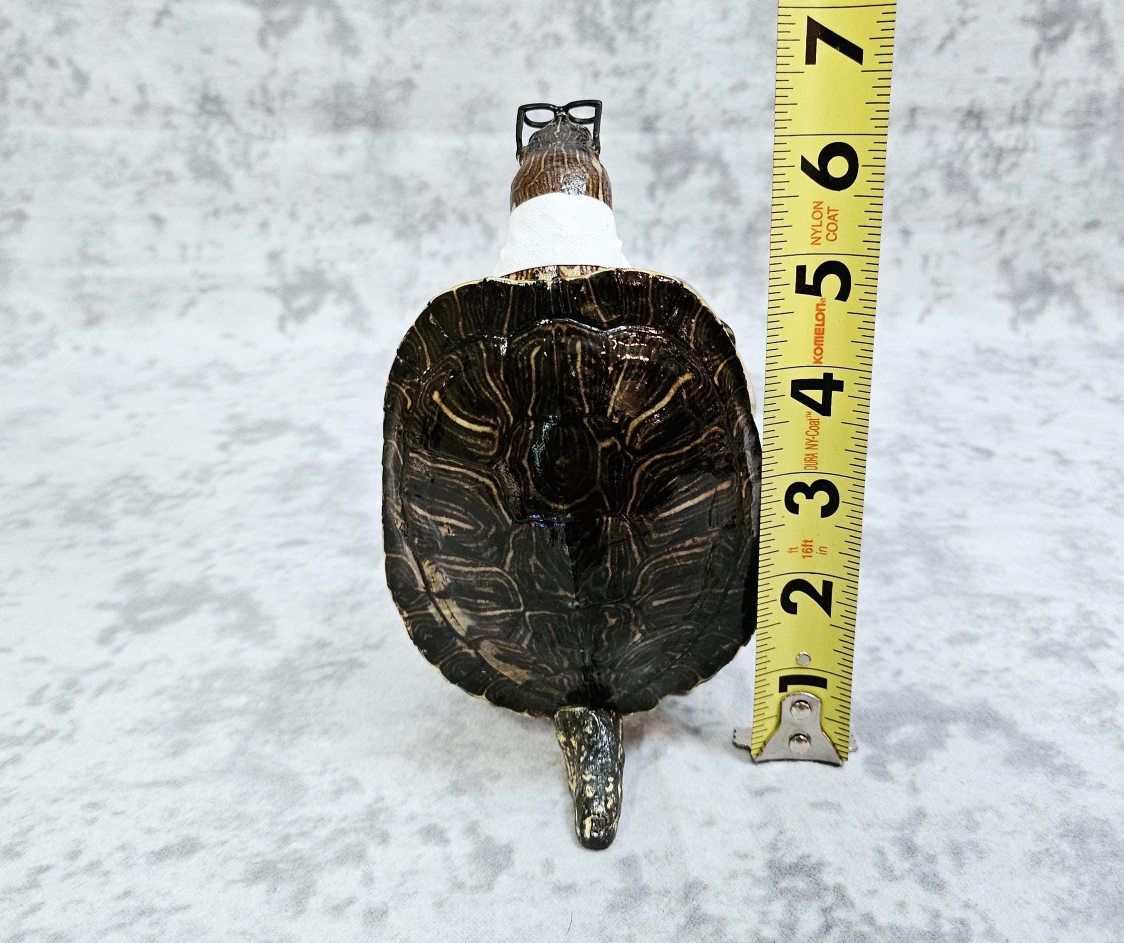 Full Body Turtle Taxidermy- French Horn-playing Tortoise Mariachi Toad ...