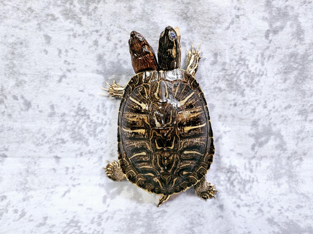 Two-headed Turtle Taxidermy Gaff Snake Reptile Lizard - Etsy