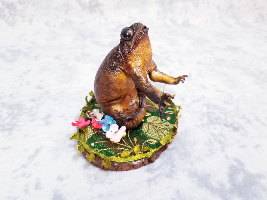 Real Cane Toad Taxidermy Namastoad the Yoga Toad - Etsy