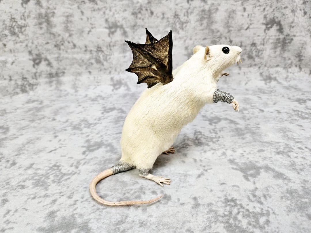 Rat Taxidermy Oddity: Winged Vampire Rat - Etsy
